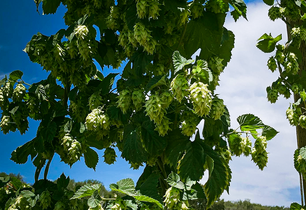 Studying and preserving San Diego hops - San Diego Beer News®