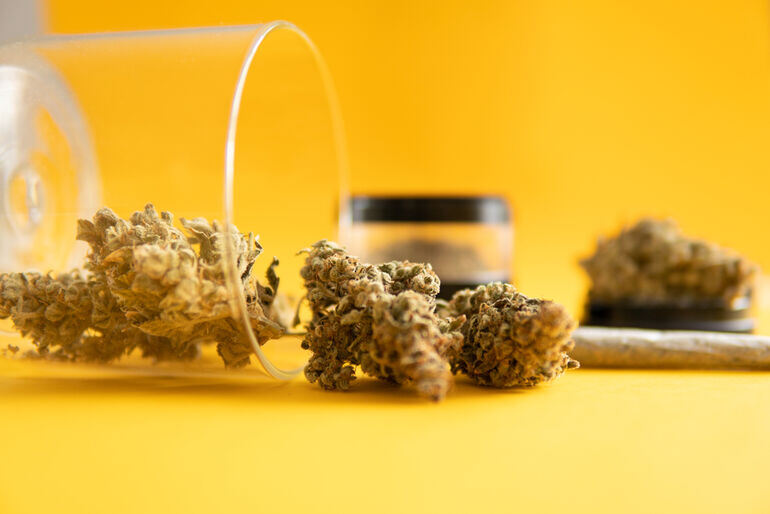 Explore the Most Trendy Weed Strains in Canada - San Diego Beer News®