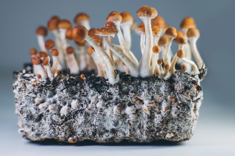 Identifying Psilocybin Cubensis