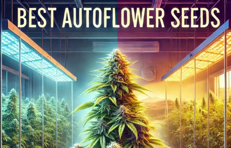 Best Autoflower Seeds [2025] | Top Strains for Every Grower
