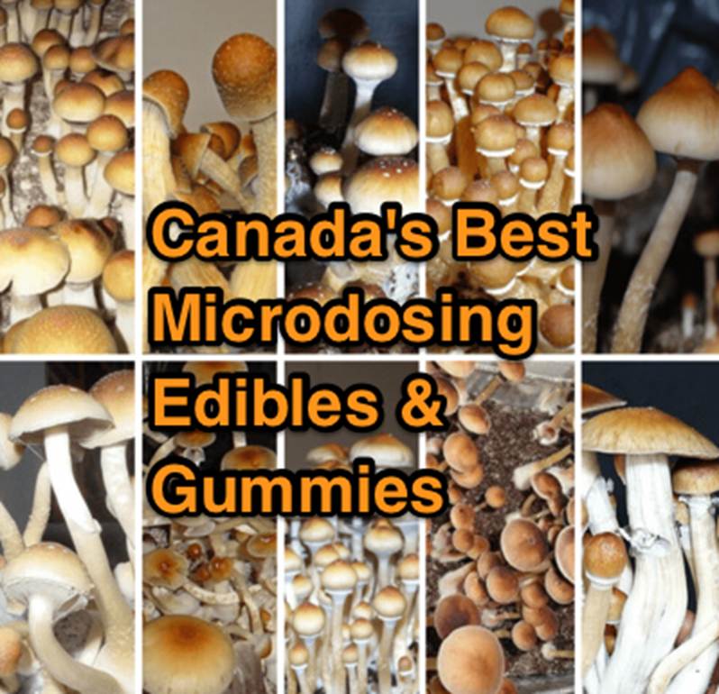 Microdosing Guide: Canada's Best Magic Mushroom Edibles & Shroom ...
